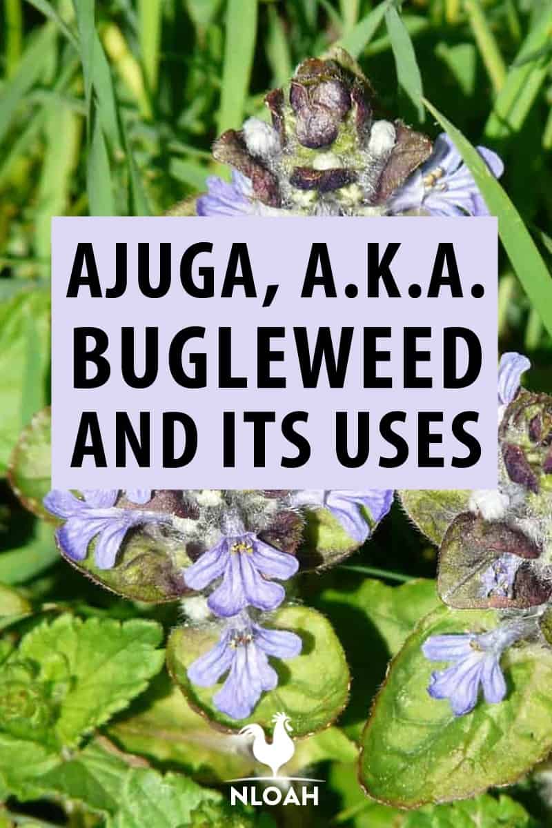 Ajuga, a.k.a. Bugleweed and Its Uses