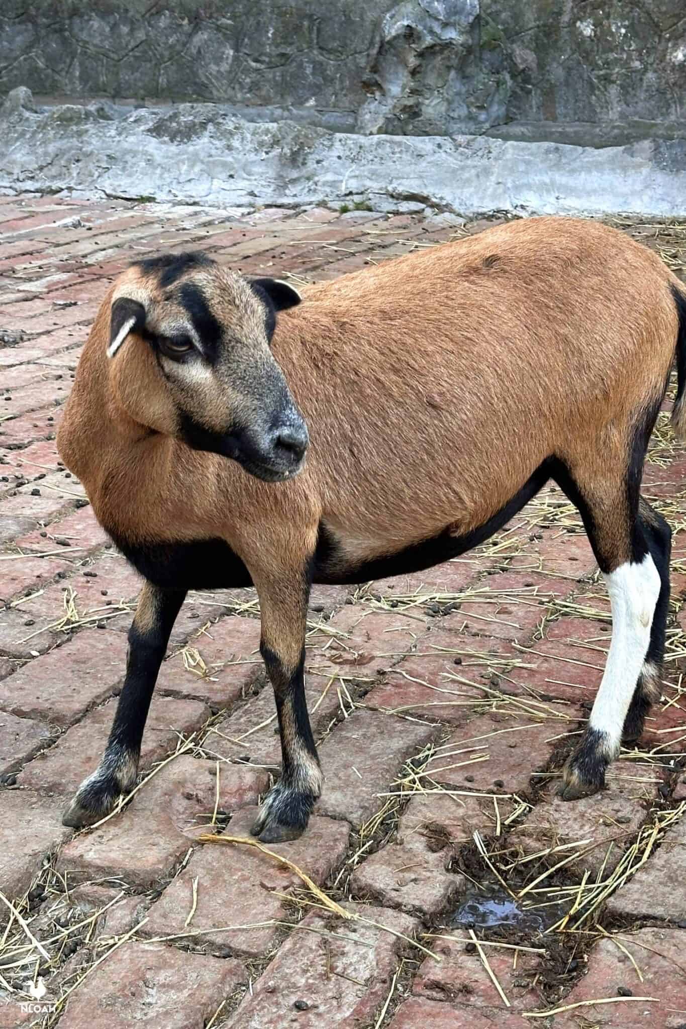 17 Best Meat Sheep Breeds for Your Homestead