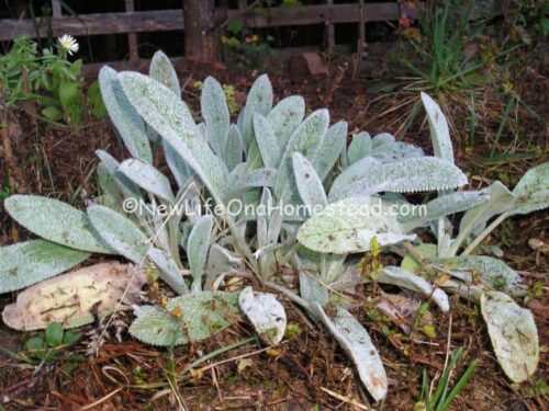 How To Grow and Use Wooly Lamb's Ear