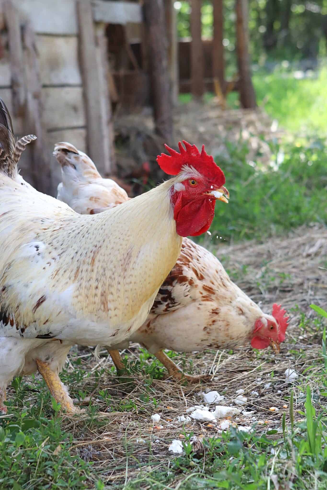 9 Ways To Tell a Rooster From a Hen