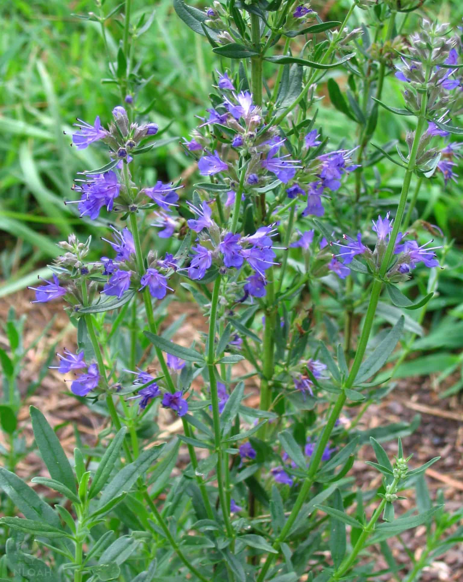 Step by Step How to Grow Hyssop Plants