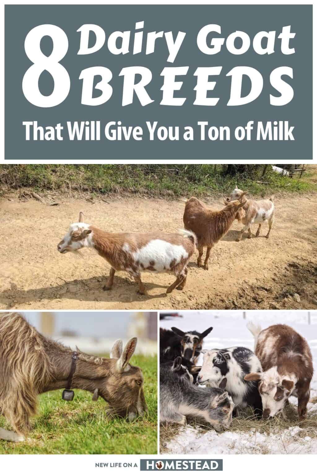 The Top 8 Dairy Goat Breeds that Will Give You a Ton of Milk