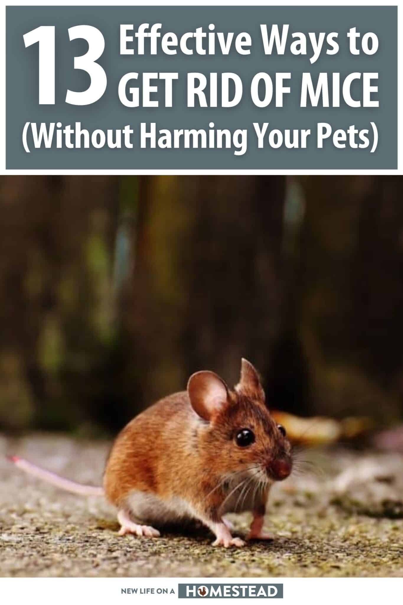 13 Ways to Get Rid of Mice without Harming Your Pets