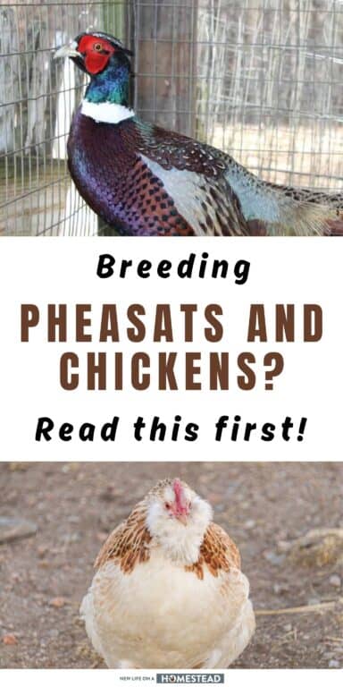 Can Pheasants and Chickens Mate?