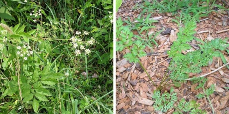 Poison Hemlock vs. Queen Anne's Lace: 8 Differences to Look For