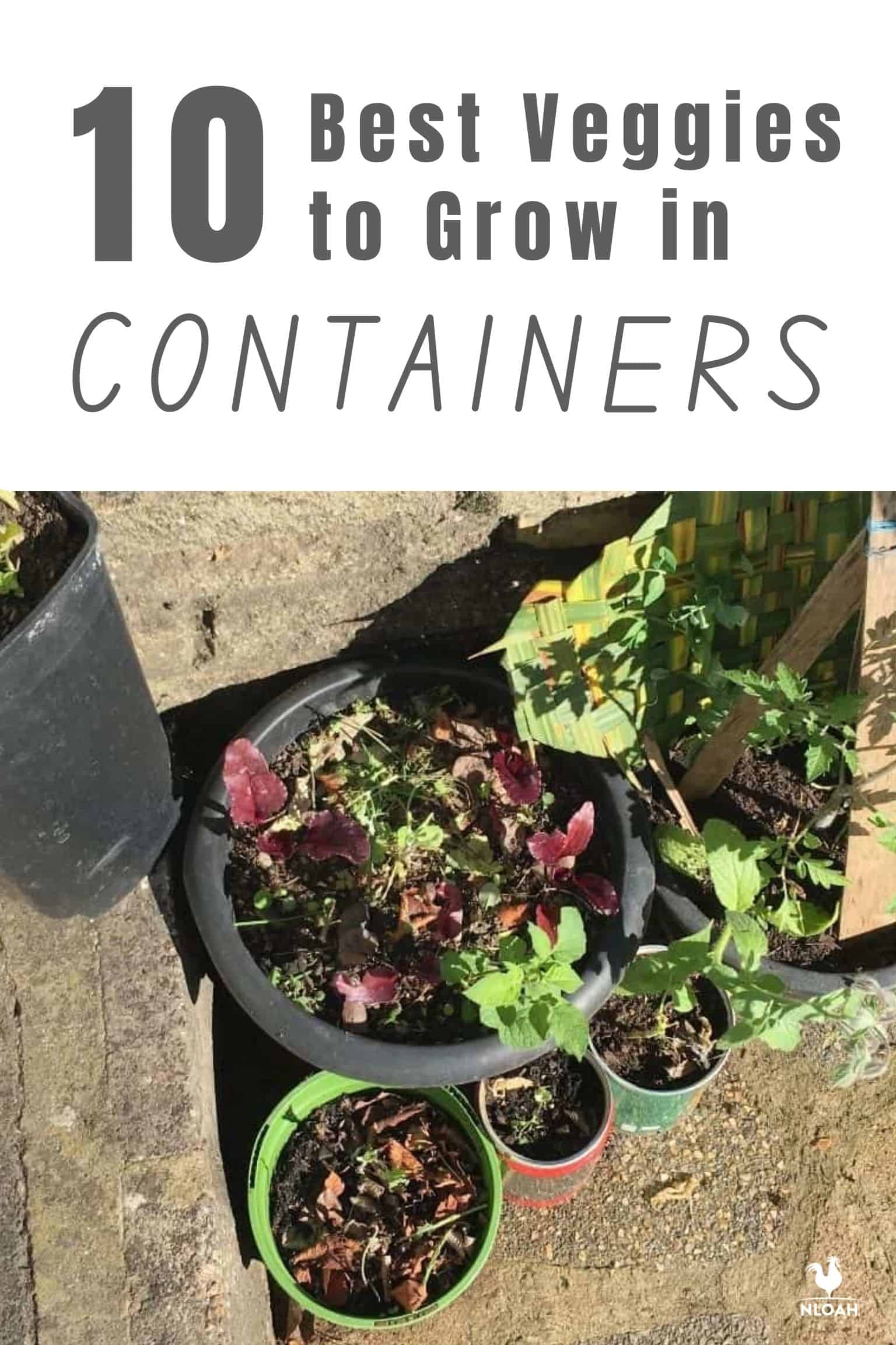 Top 10 Very Best Veggies to Grow in Containers