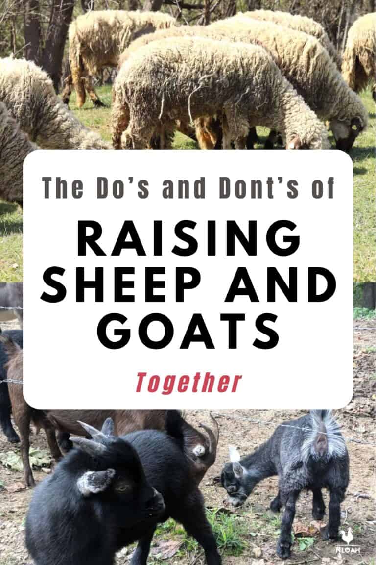 The Do’s and Dont’s of Raising Sheep and Goats Together